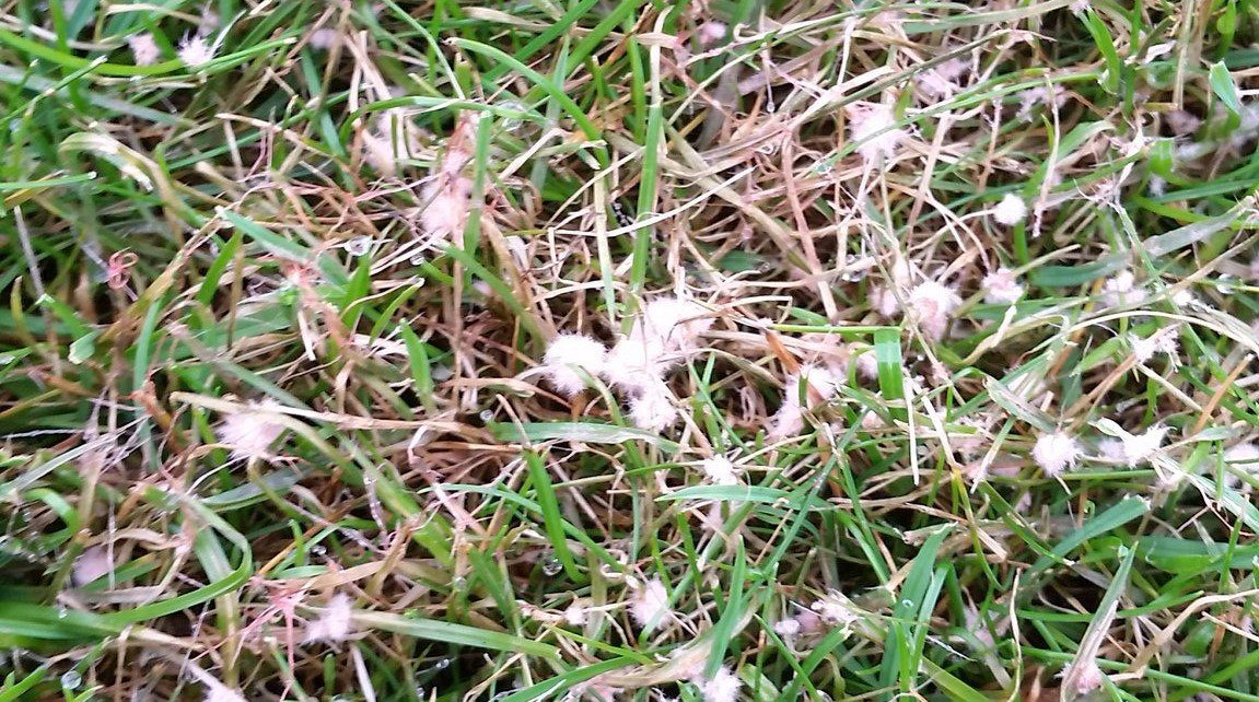 Avoid red thread disease in lawn - GreenBest Fertiliser