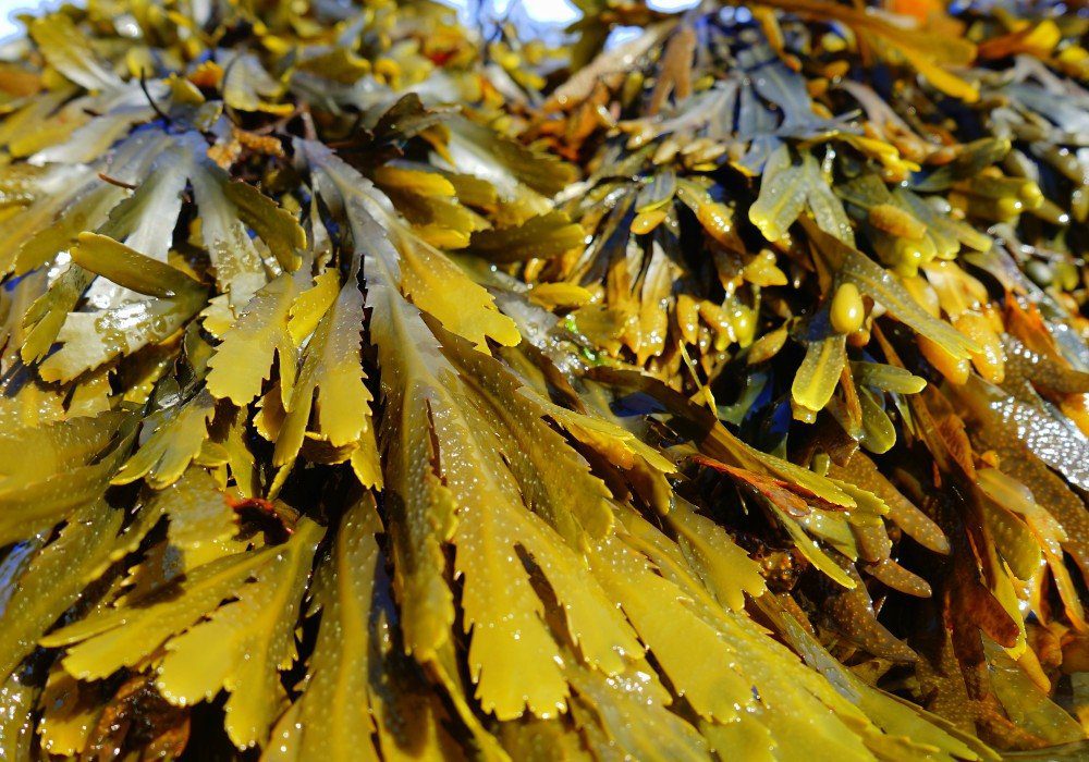 Fertilisers and biostimulants - GreenBest Fertiliser