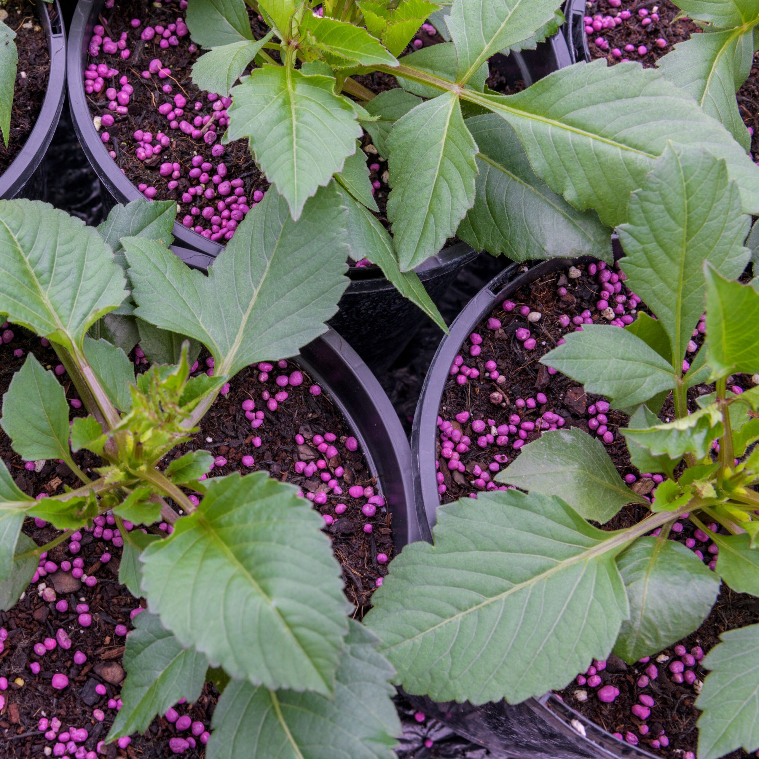 FloriCoat - Florifeed Coated NPK CRFs for ornamental horticulture